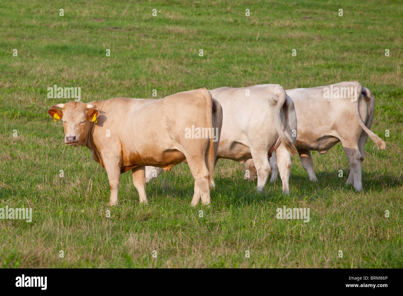 Three cows hi-res stock photography and images - Alamy