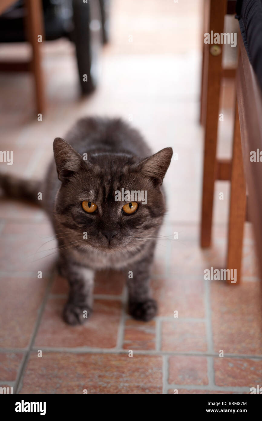 Gray cat with yellow eyes crouched on a tiled floor, looking directly ...