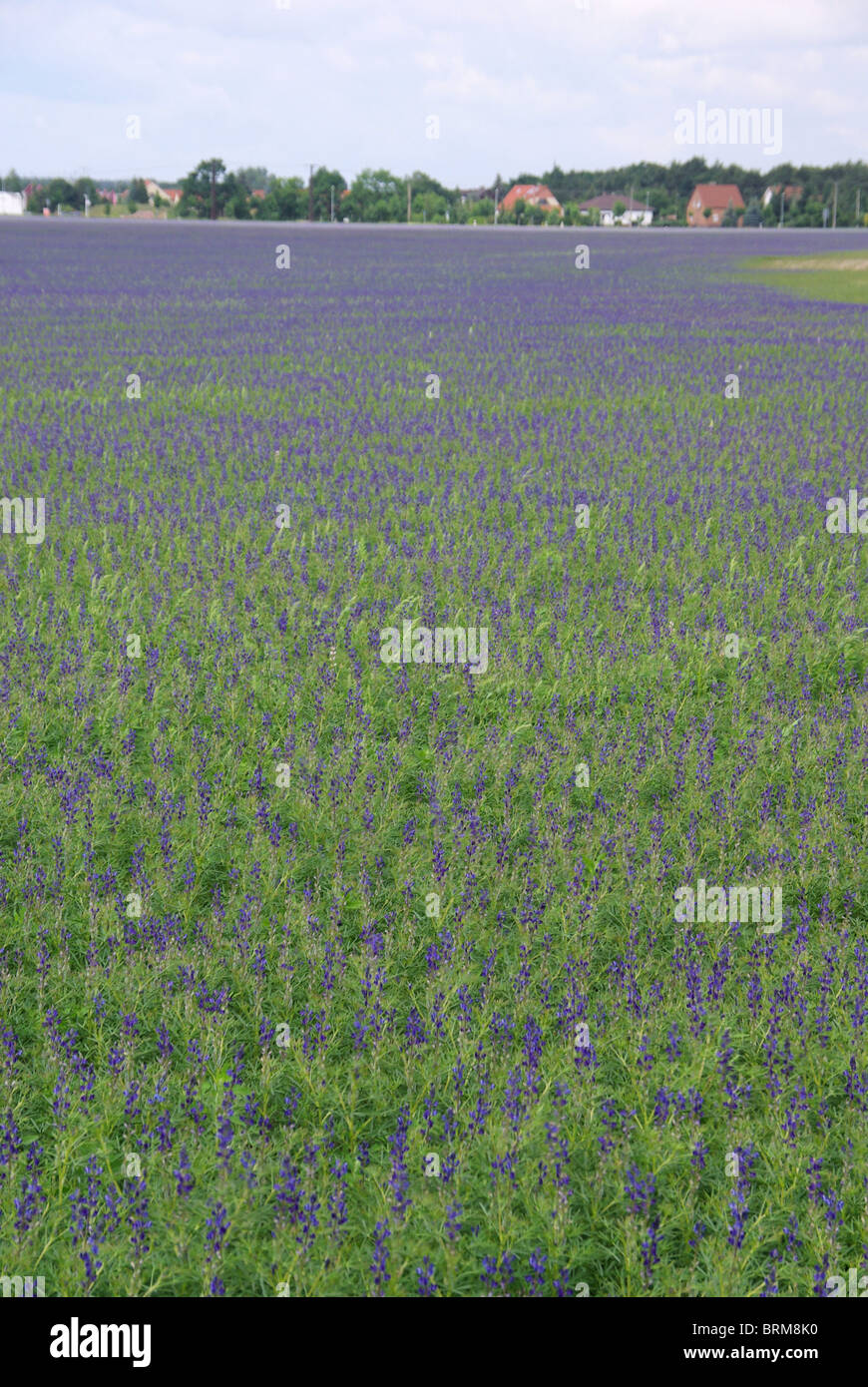 Manuring High Resolution Stock Photography and Images - Alamy