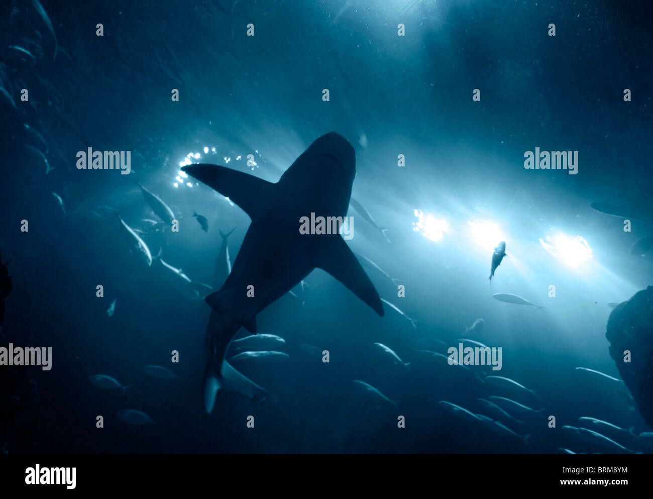 one large grey shark underwater seen from below silhouetted against ...