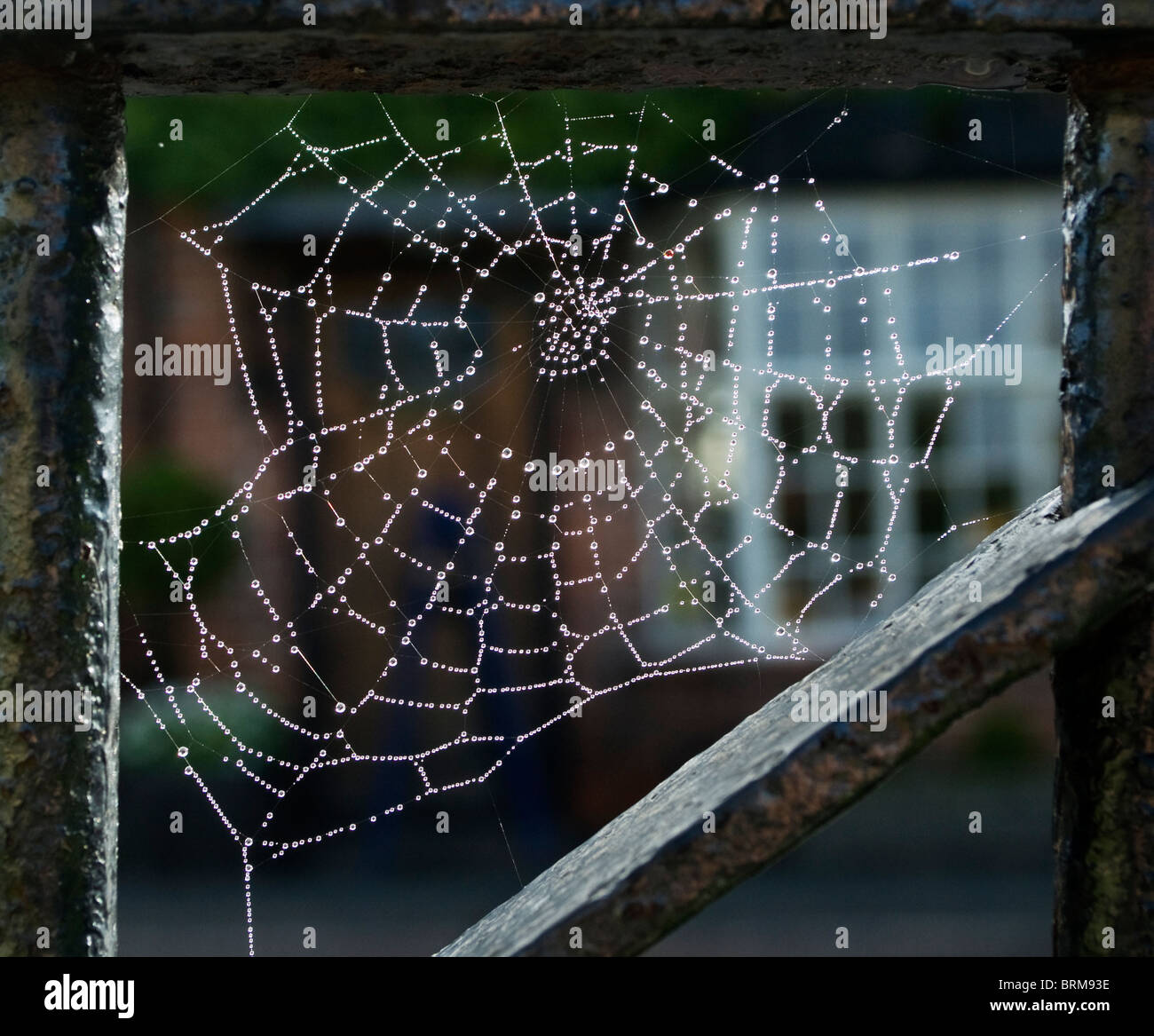a single spiders web with early morning Autumn dew acting as an insect ...
