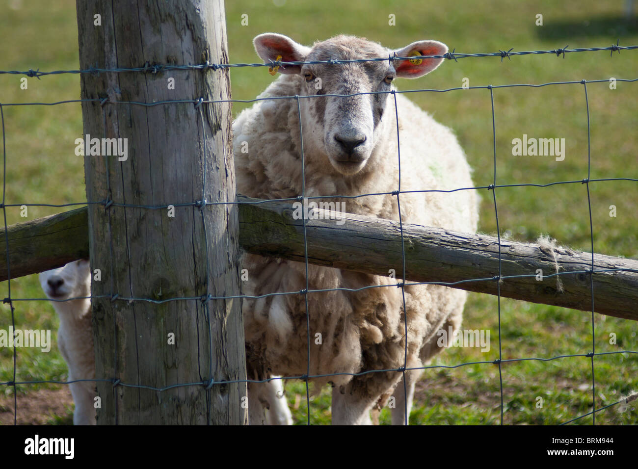Sheep behind a fence hi-res stock photography and images - Alamy