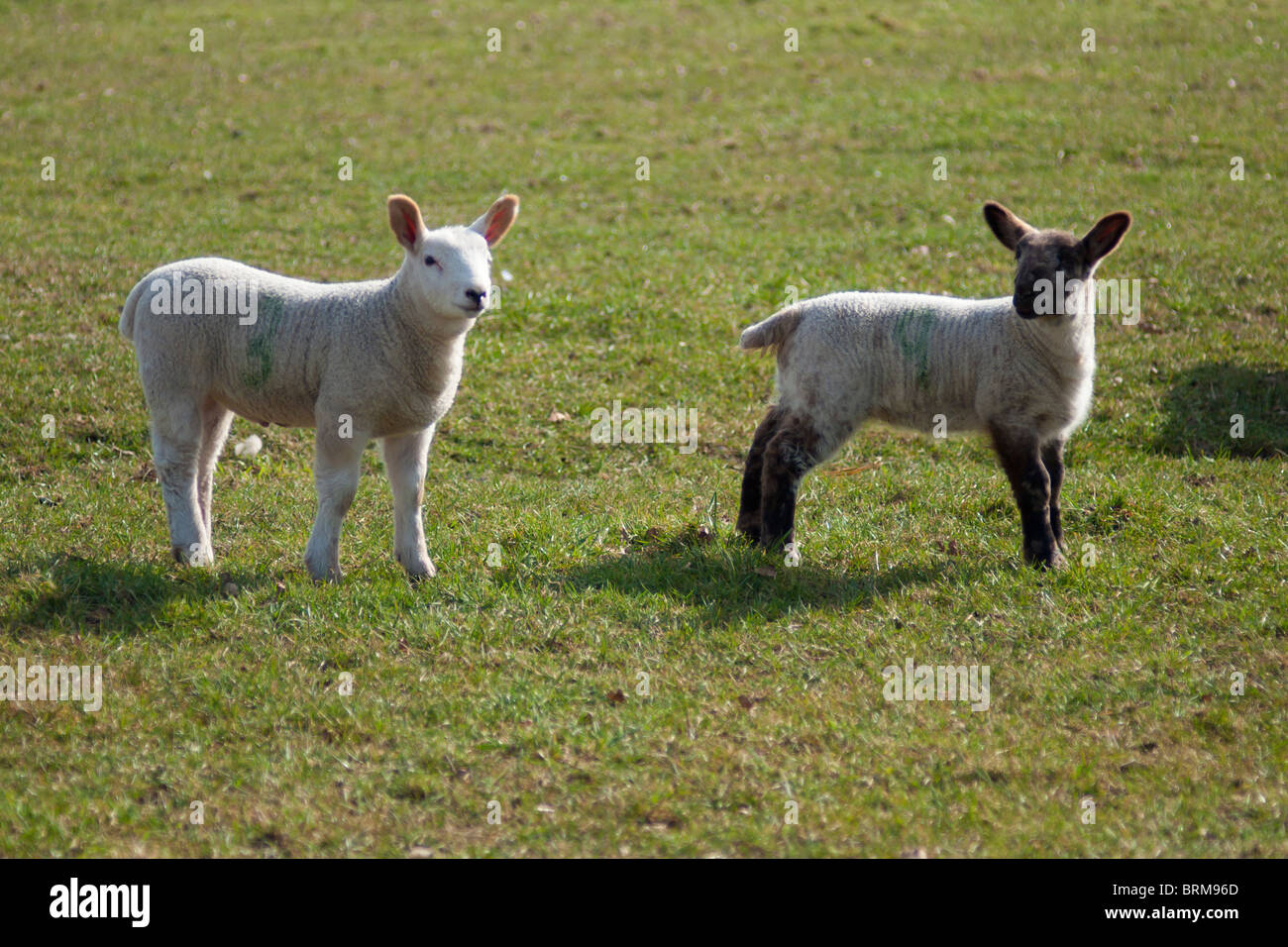 Playing lamb hi-res stock photography and images - Alamy