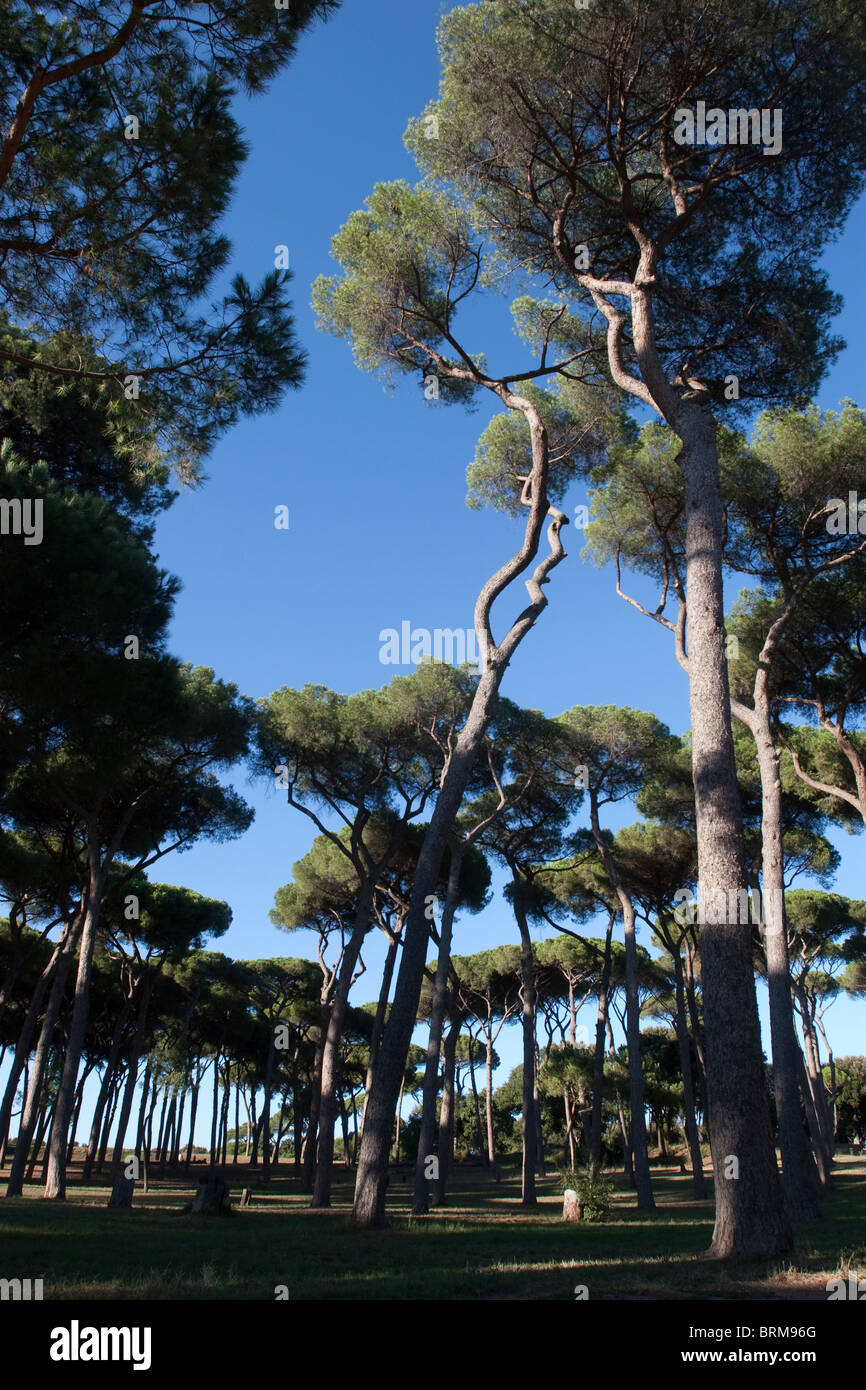 Group of pines trees Villa Pamphilj Rome Italy Stock Photo - Alamy