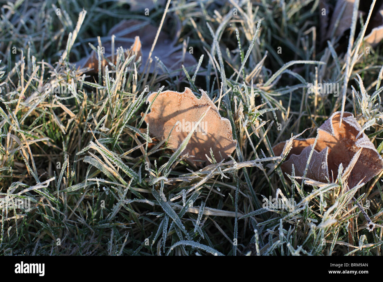 Fallen leaves in frost covered grass Stock Photo - Alamy