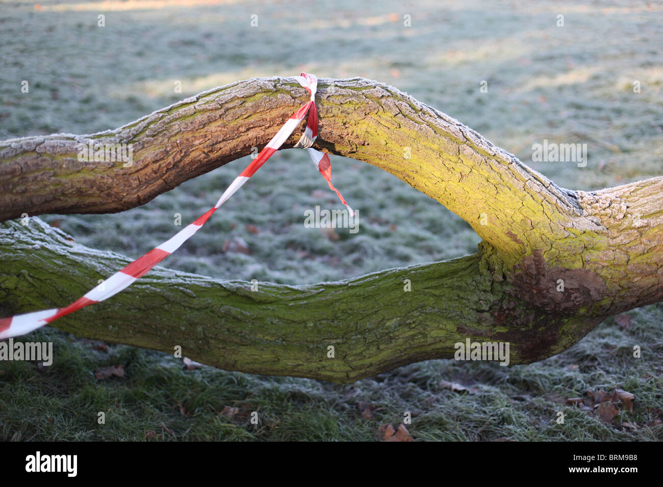 Danger tape tied around felled tree trunk Stock Photo - Alamy
