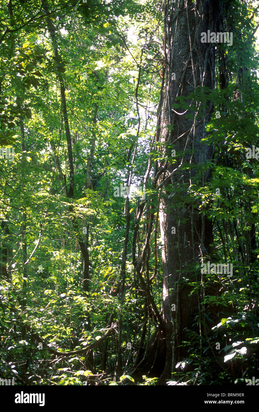 Dense rainforest habitats hi-res stock photography and images - Alamy