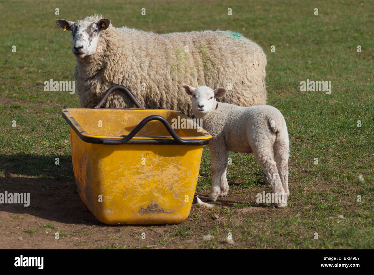 Lamb ewe feeding on hi-res stock photography and images - Alamy