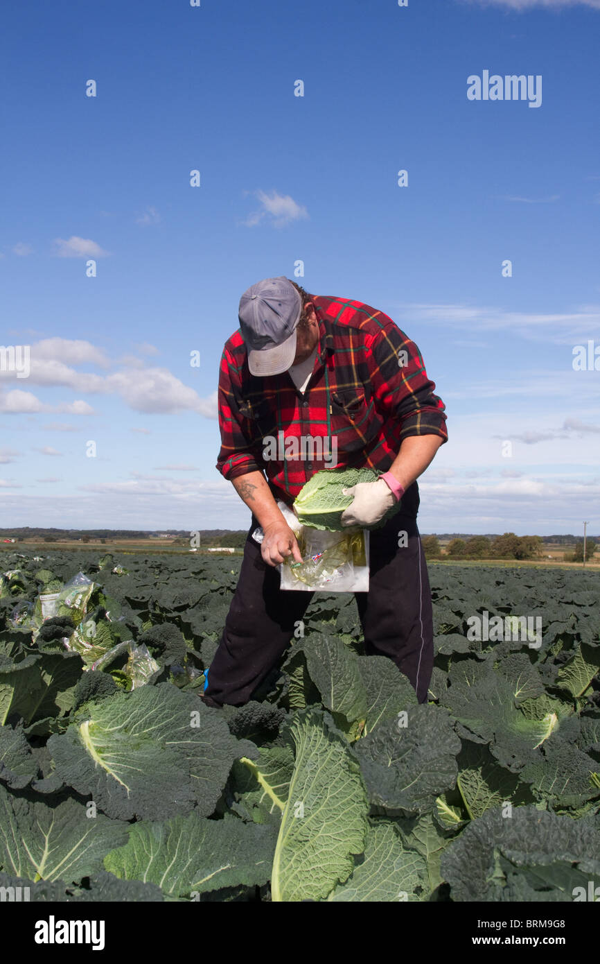 Vegetable pickers uk hi-res stock photography and images - Alamy