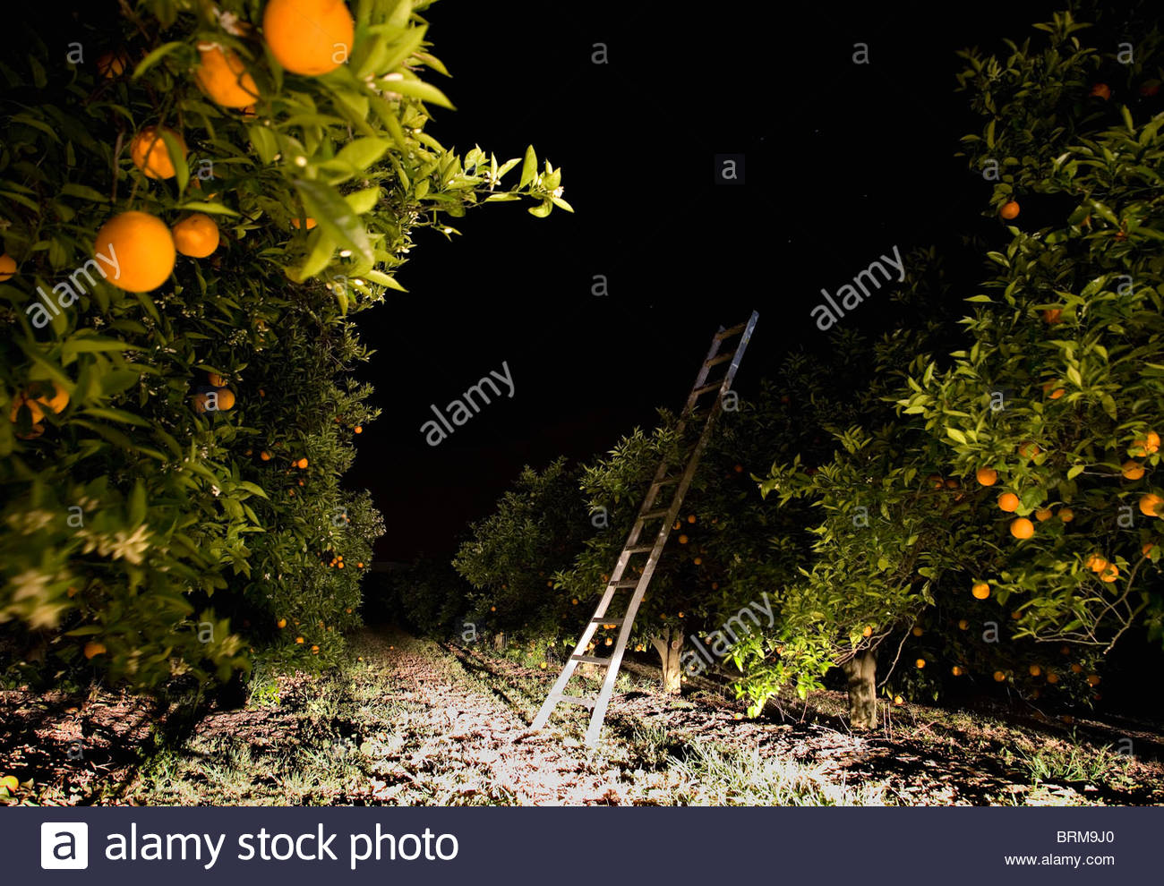 Orange Grove Stock Photos & Orange Grove Stock Images - Alamy