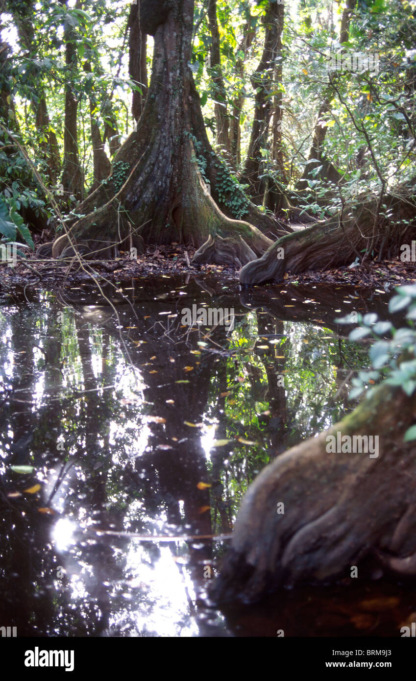 Flooded rain forest, trees and roots. Amazon rain forest, Brazil ...