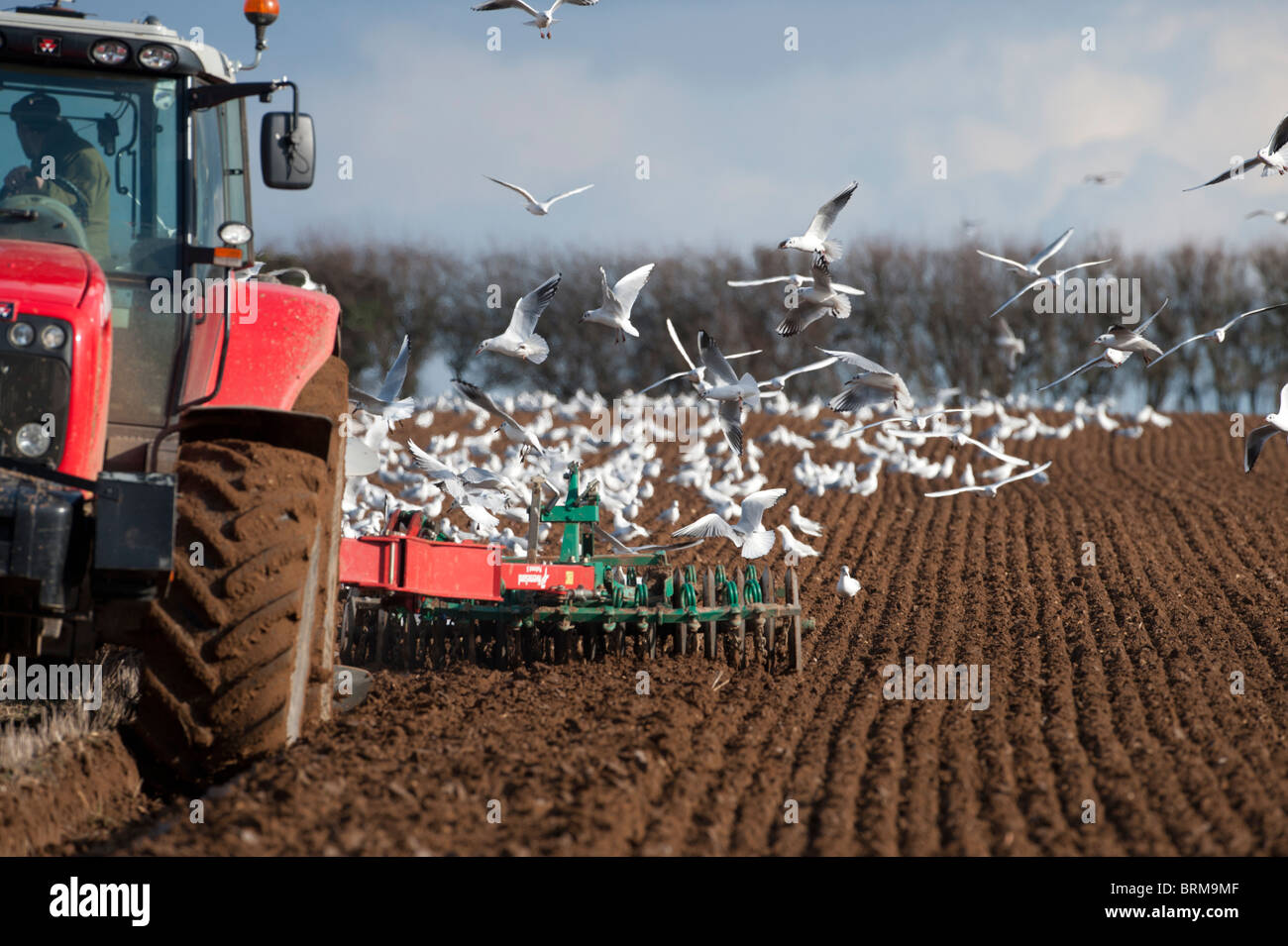 Tractor ploughing field in late winter with Black-headed Gulls ...