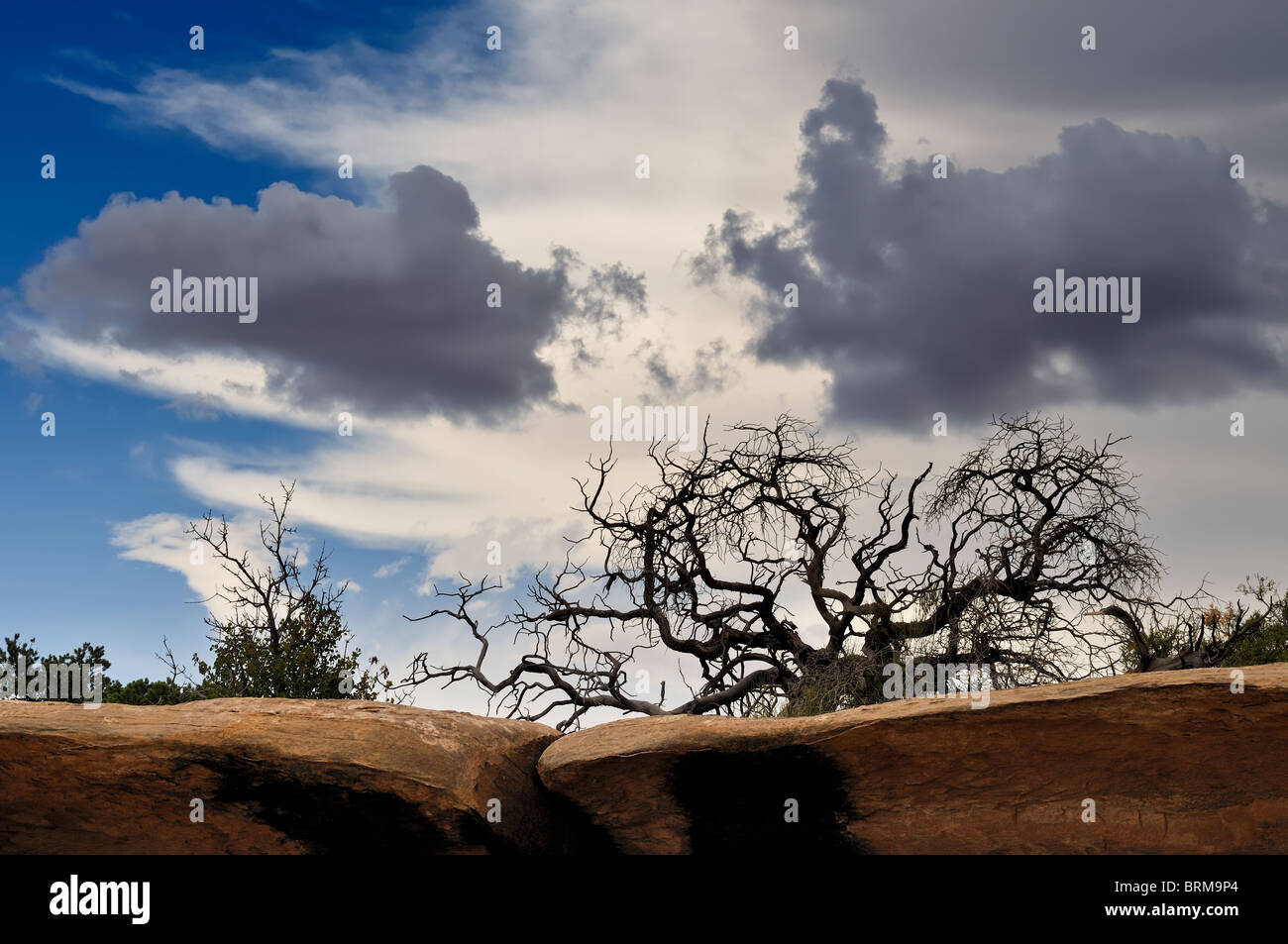 Juniper snag hi-res stock photography and images - Alamy