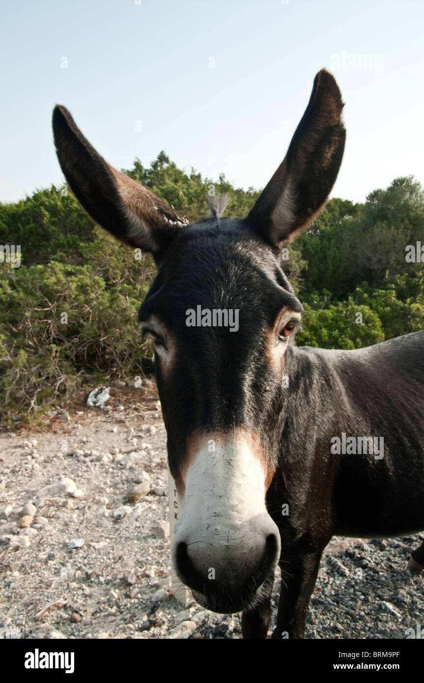 Donkey cyprus hi-res stock photography and images - Alamy