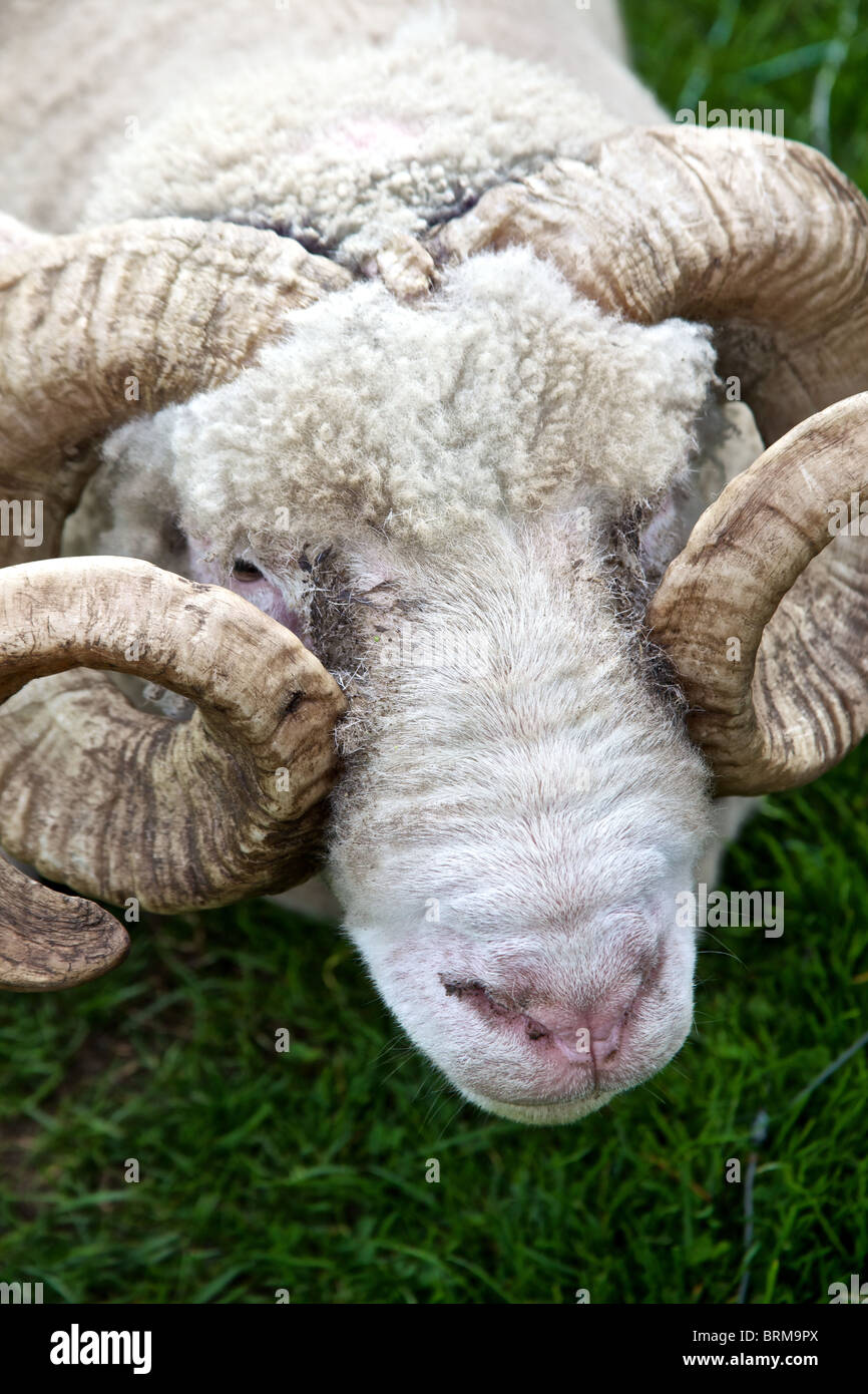 Curling ram horns hi-res stock photography and images - Alamy