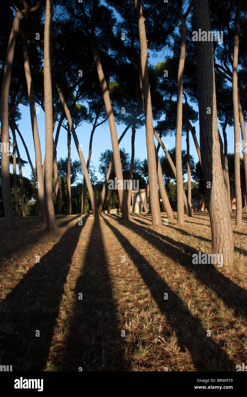 Group of pines trees Villa Pamphilj Rome Italy Stock Photo - Alamy