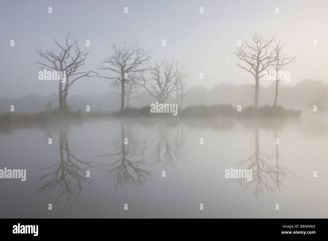 Misty morning on a fishing lake with dead trees, Morchard Road, Devon ...