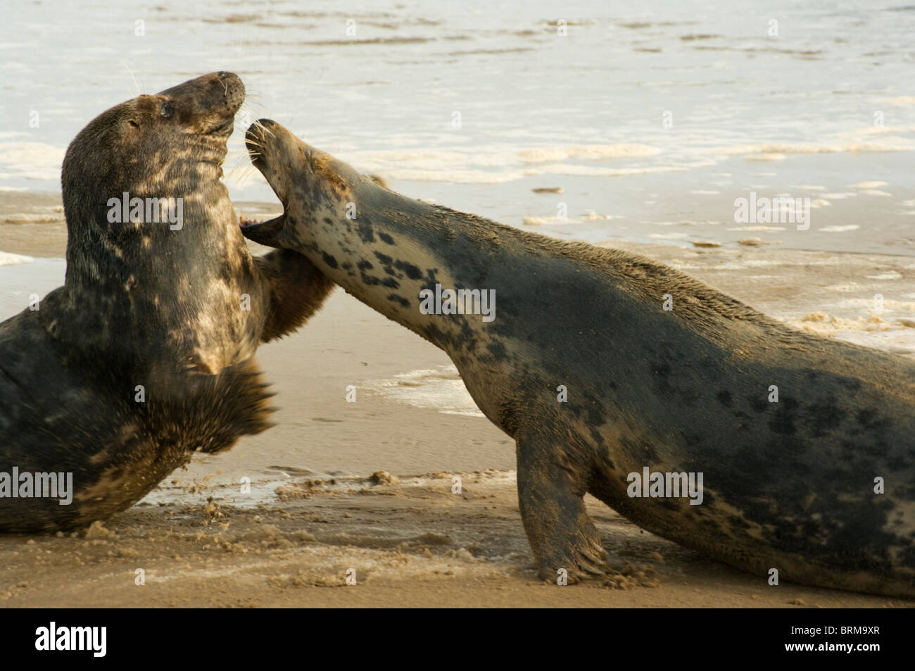 Territorial seals hi-res stock photography and images - Alamy