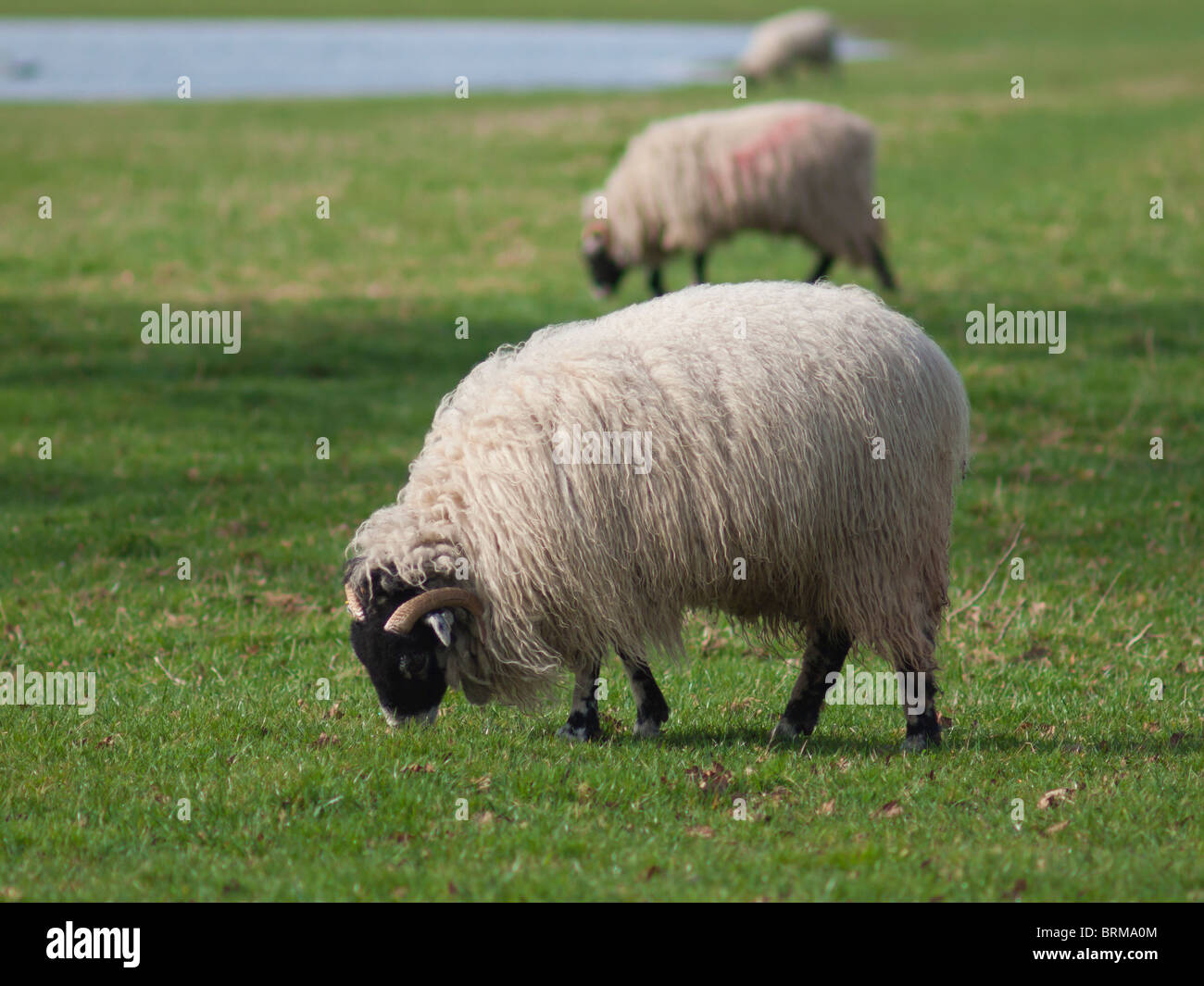 Rams grazing on spring pasture Stock Photo - Alamy