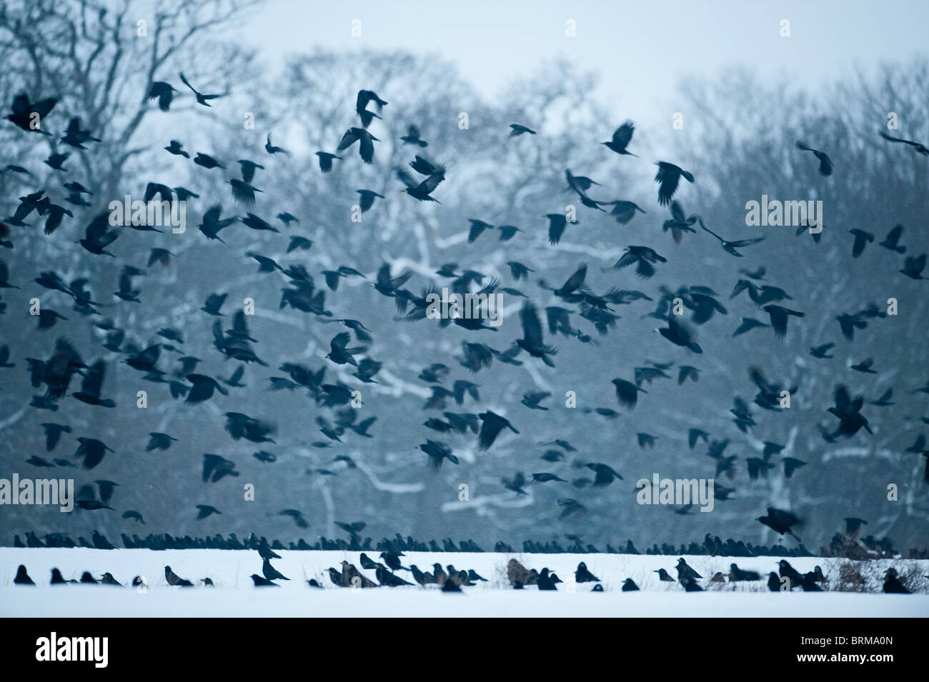 Rook norfolk buckenham roosting roost corvus frugilegus corvid crow hi ...