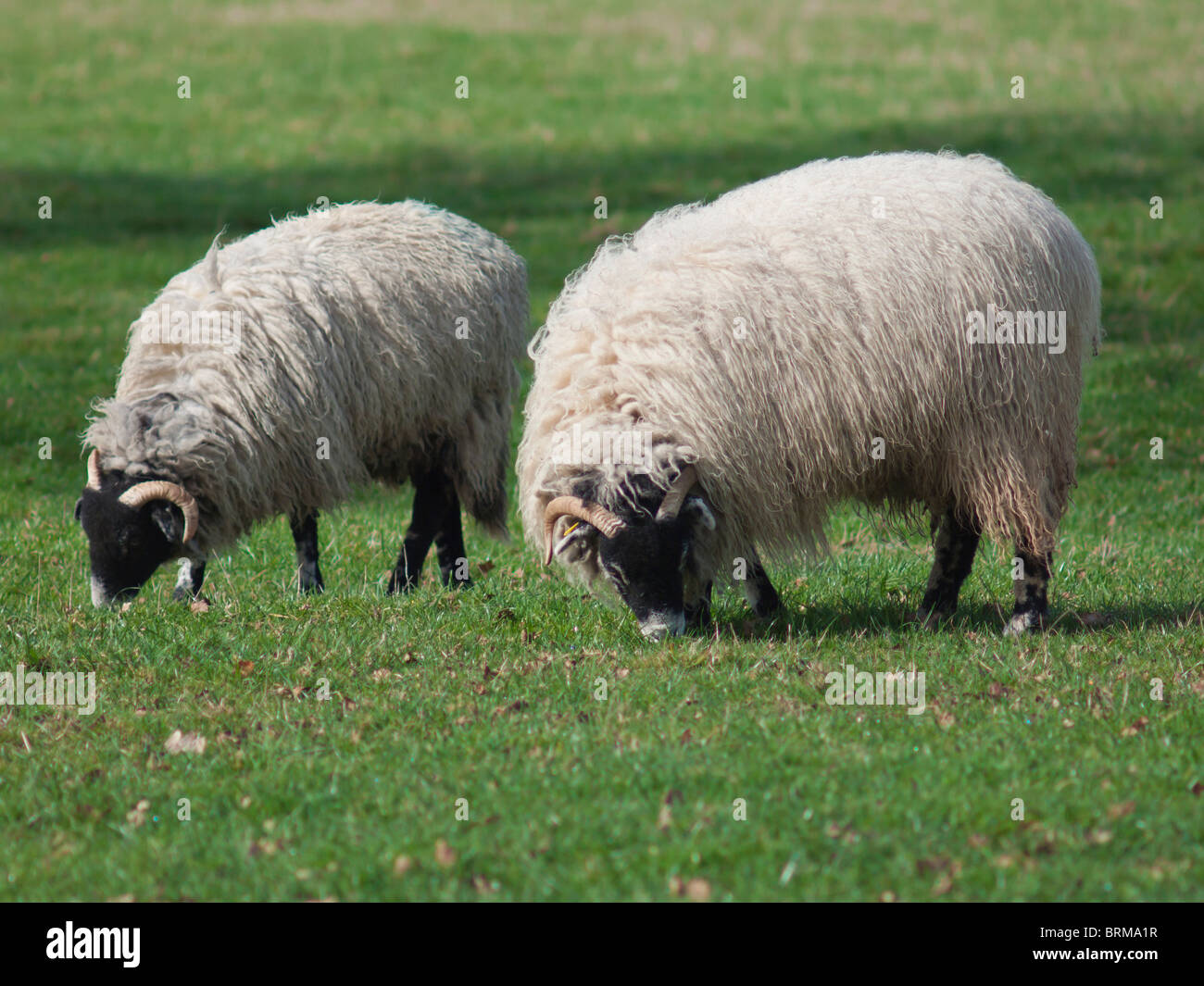 Ram pasture hi-res stock photography and images - Alamy