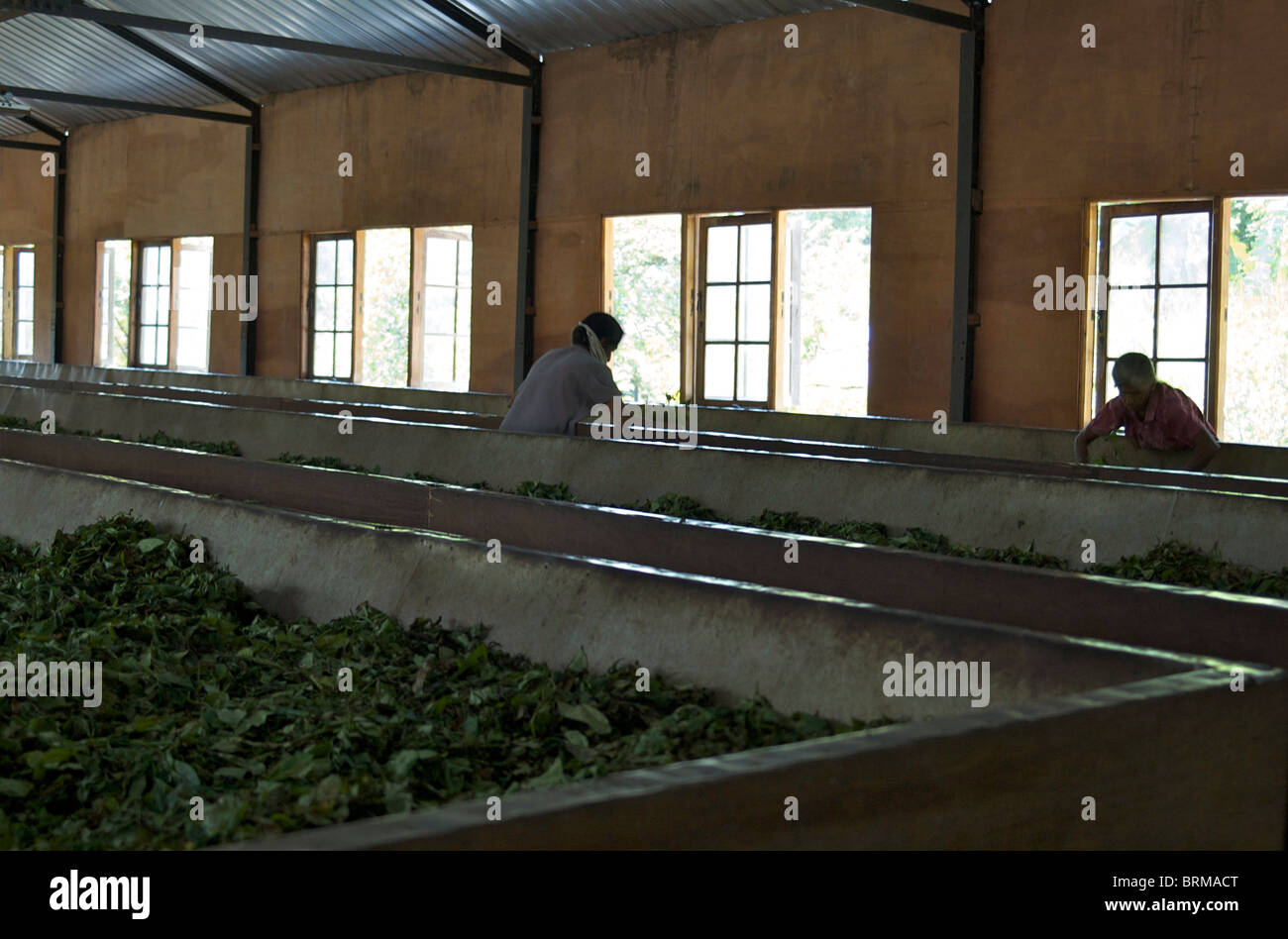 Tea processing hi-res stock photography and images - Alamy