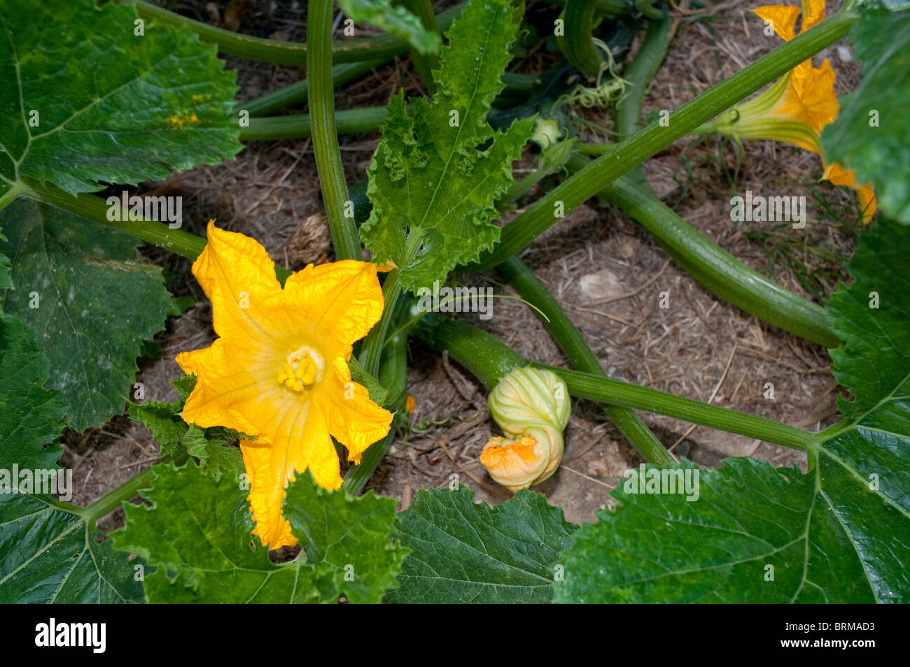 Courgette plant hi-res stock photography and images - Alamy