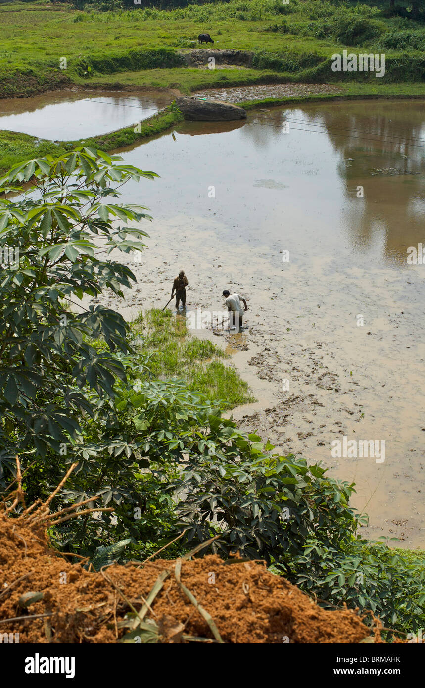 Men working in rice fields Stock Photo - Alamy