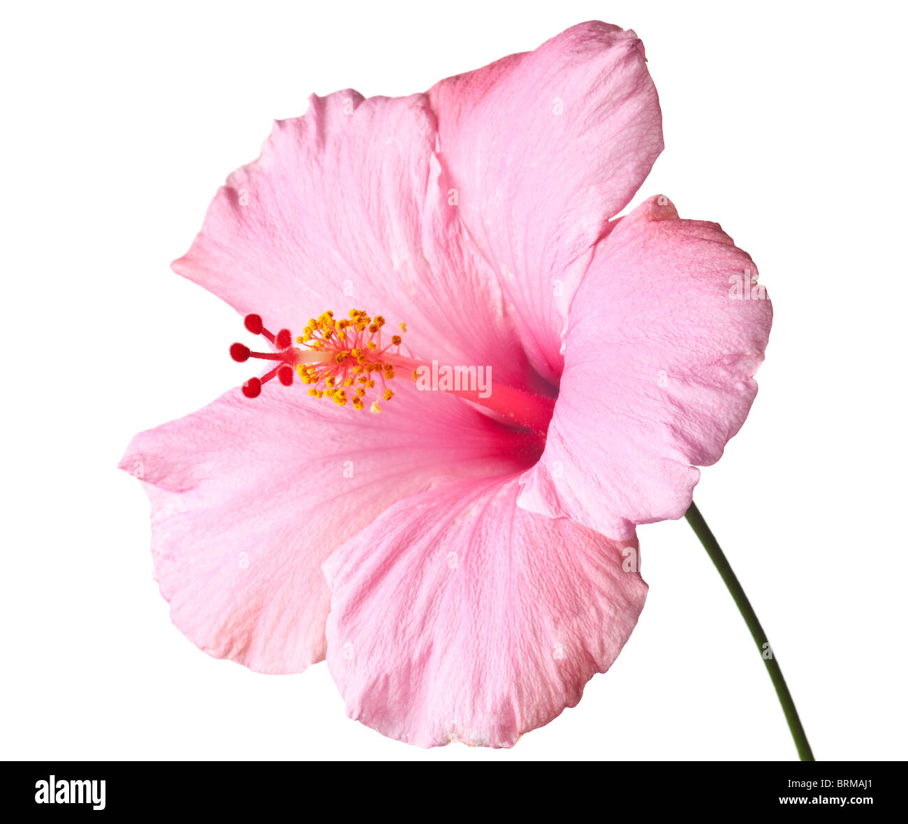 Pink hibiscus isolated on white background. Clean pure white background ...