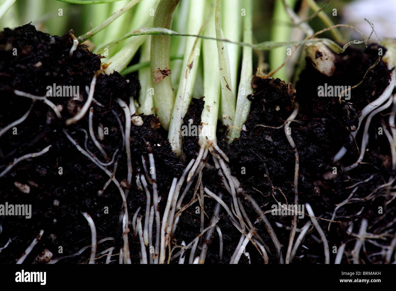 roots of a plant Stock Photo - Alamy