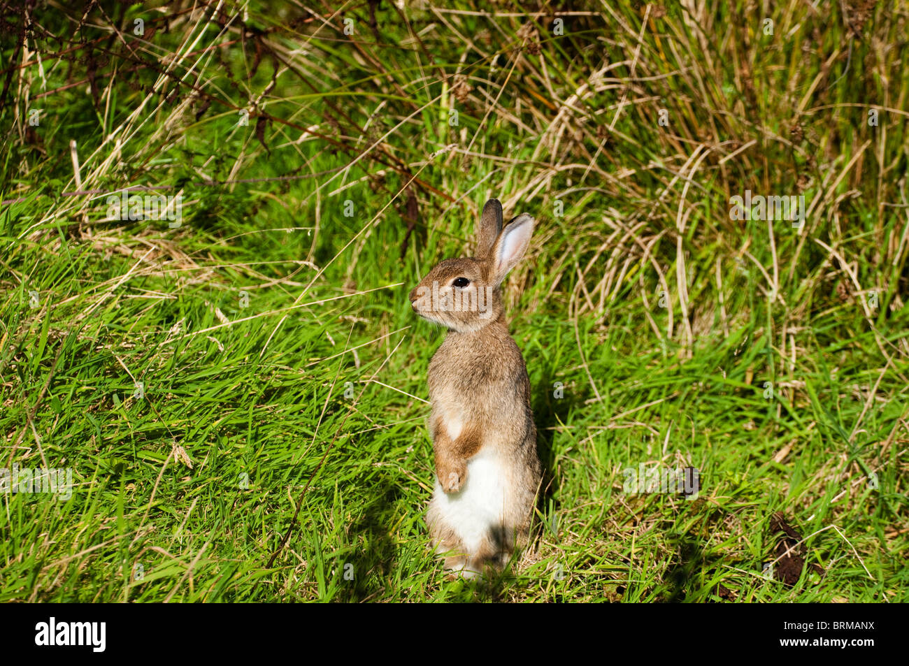 Wild Rabbit, Oryctolagus cuniculus, in Cornwall, United Kingdom Stock ...