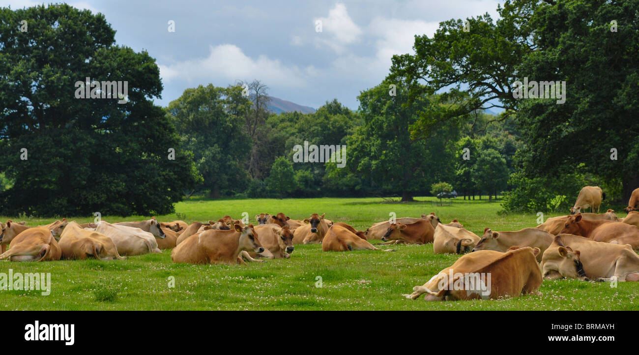 Cows sitting down in English countryside in Shropshire, with the ...