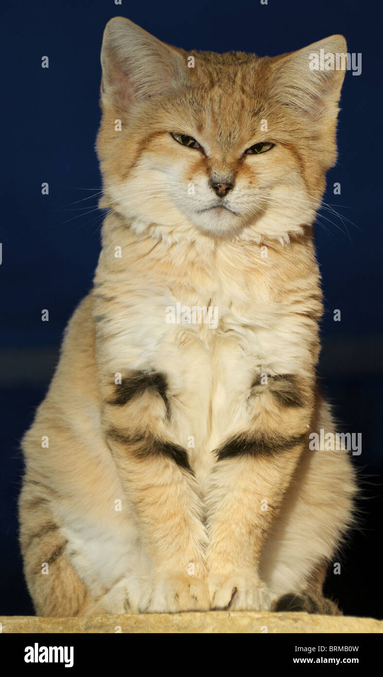 Male Arabian sand cat looking towards camera Stock Photo - Alamy