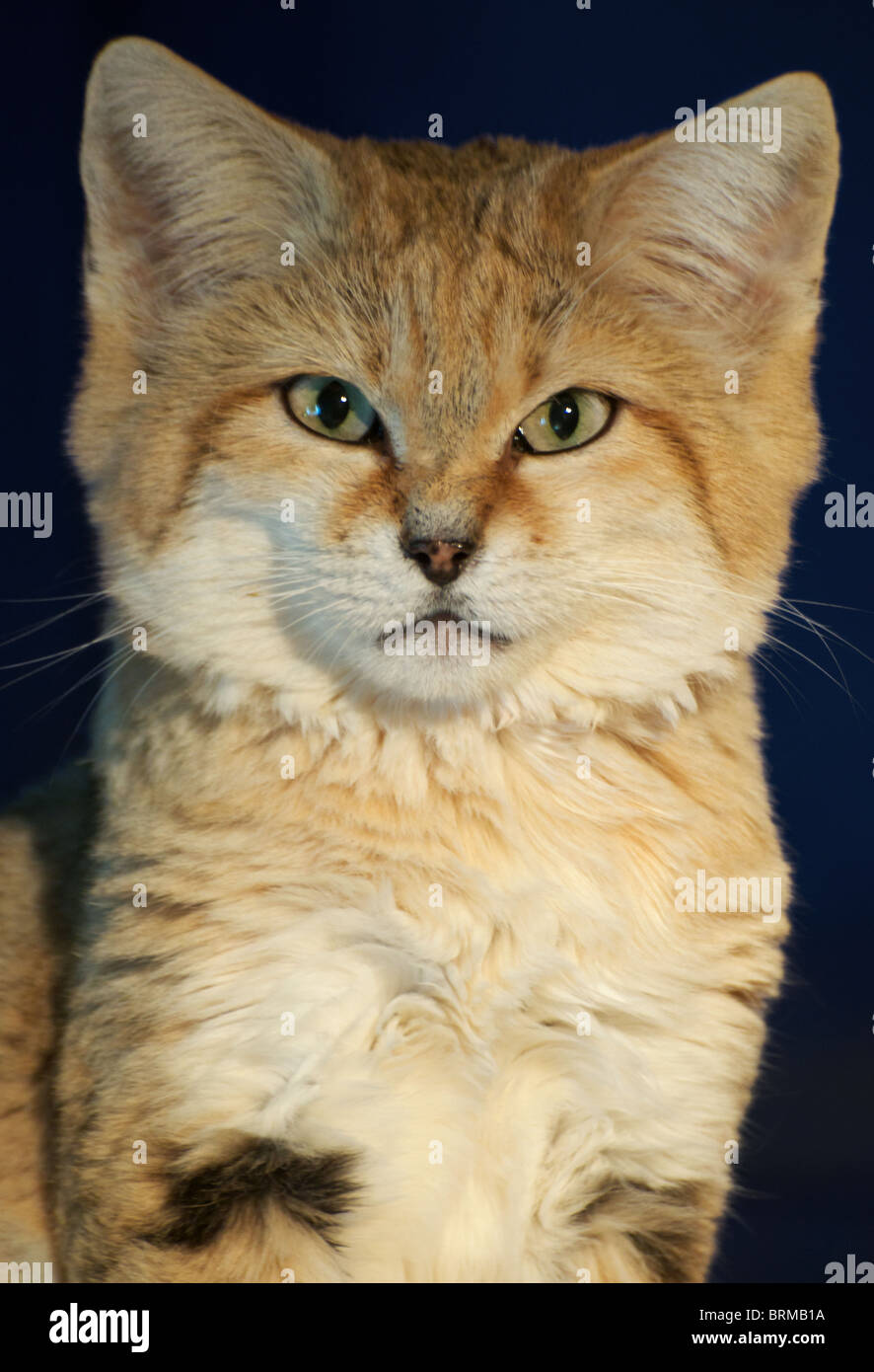Male Arabian sand cat looking at camera Stock Photo - Alamy