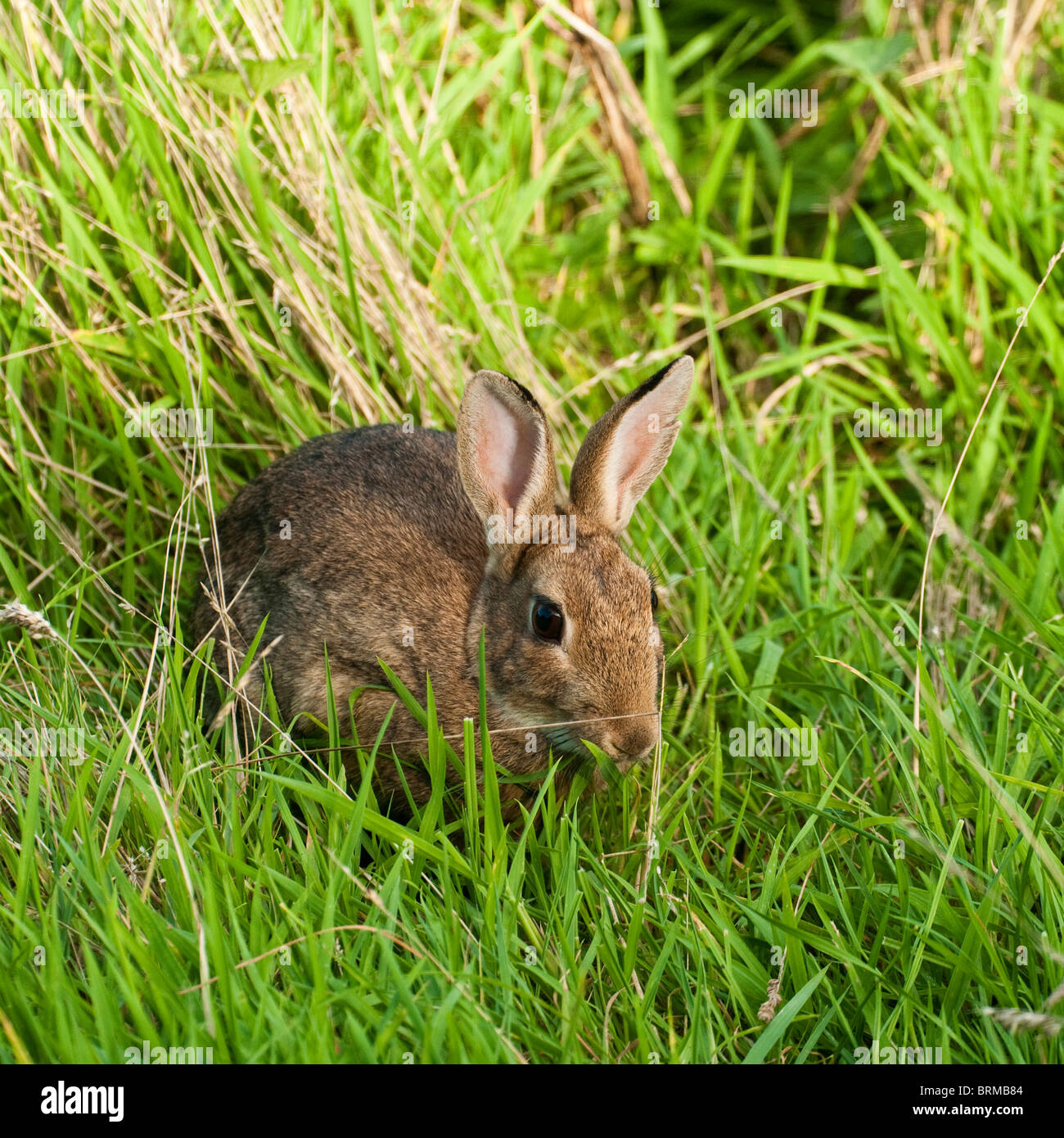 Wild Rabbit, Oryctolagus cuniculus, in Cornwall, United Kingdom Stock ...