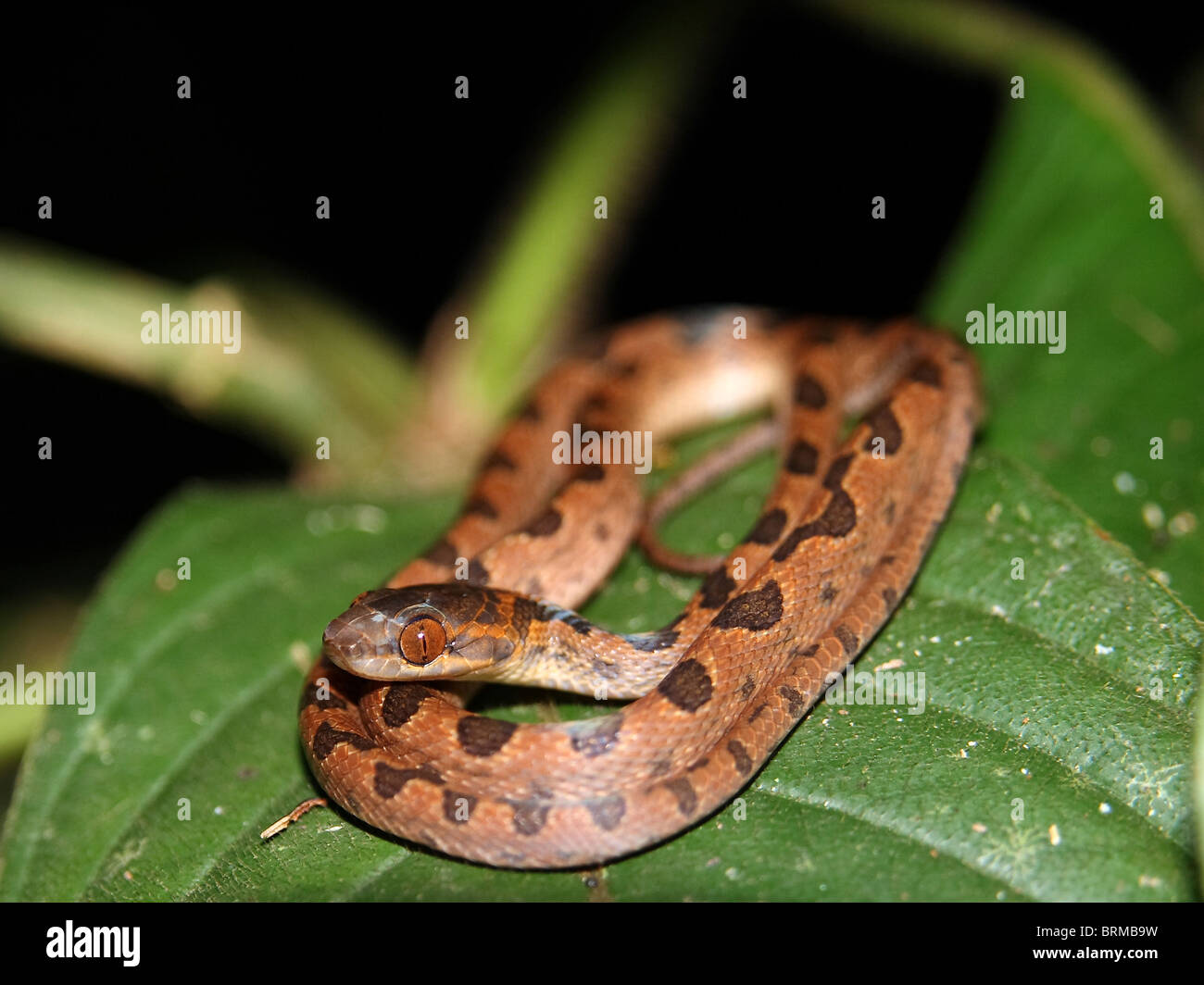 Snake head fangs hi-res stock photography and images - Alamy