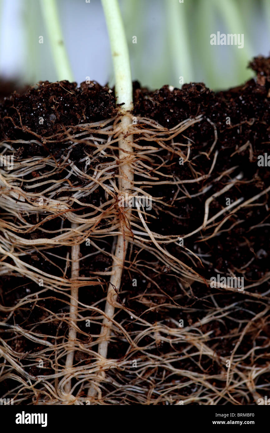 Plant roots hi-res stock photography and images - Alamy