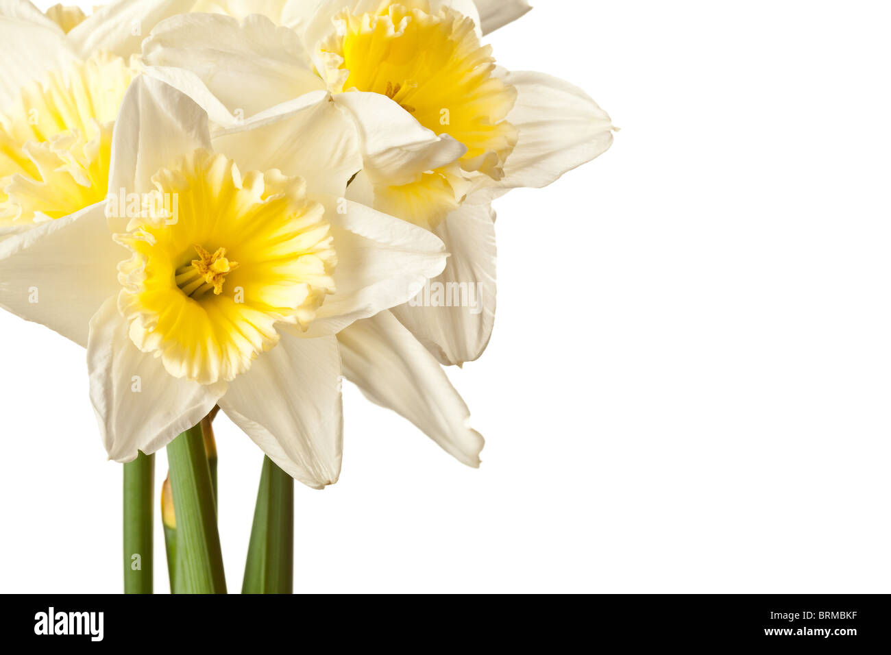 White Spring Daffodil Flower Bunch Isolated on White Background Stock ...