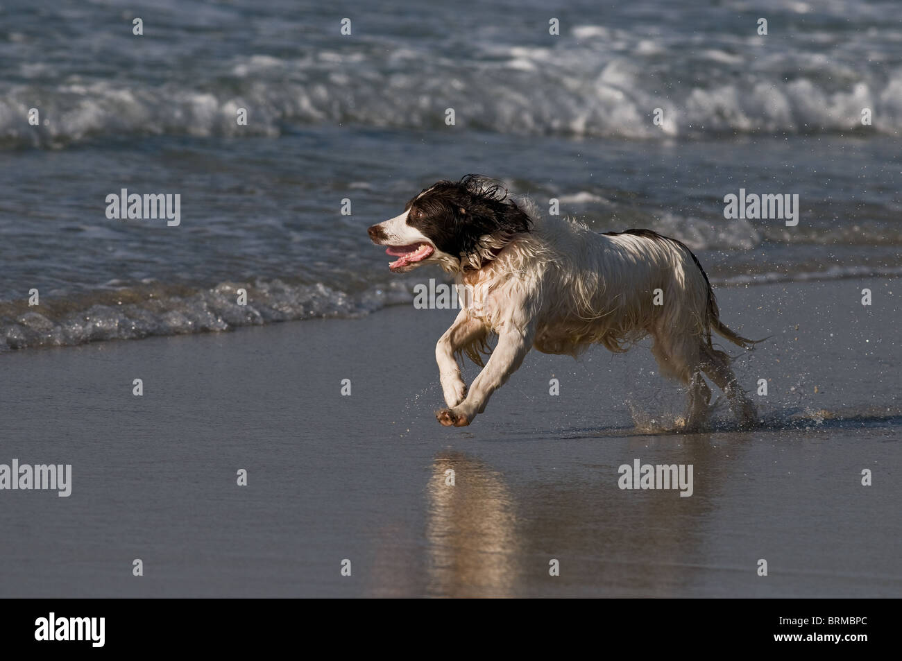 Dog running spaniel hi-res stock photography and images - Alamy