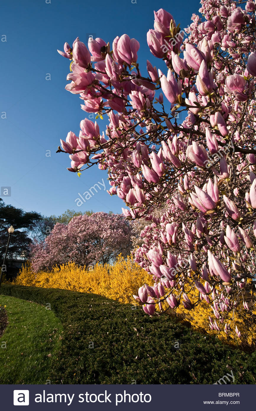 Liliflora Stock Photos & Liliflora Stock Images - Alamy