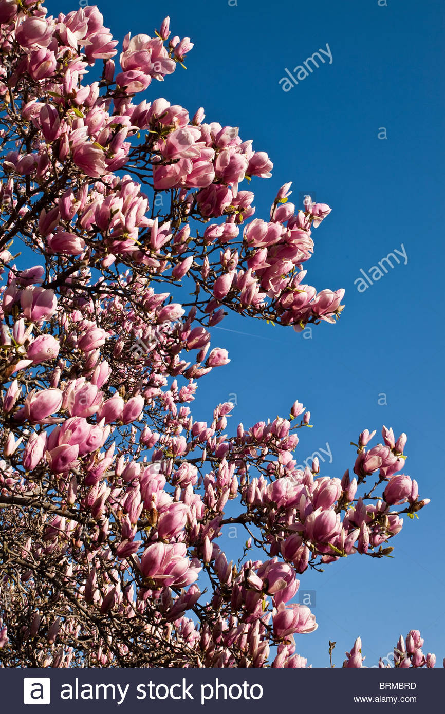 Liliflora Stock Photos & Liliflora Stock Images - Alamy