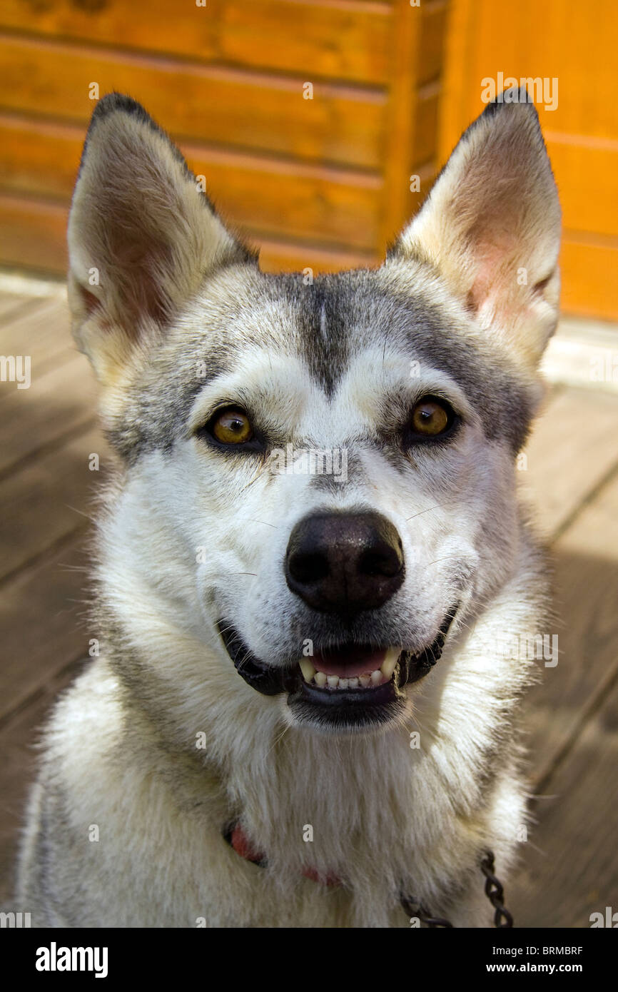 Face of Northern Inuit Dog Stock Photo - Alamy