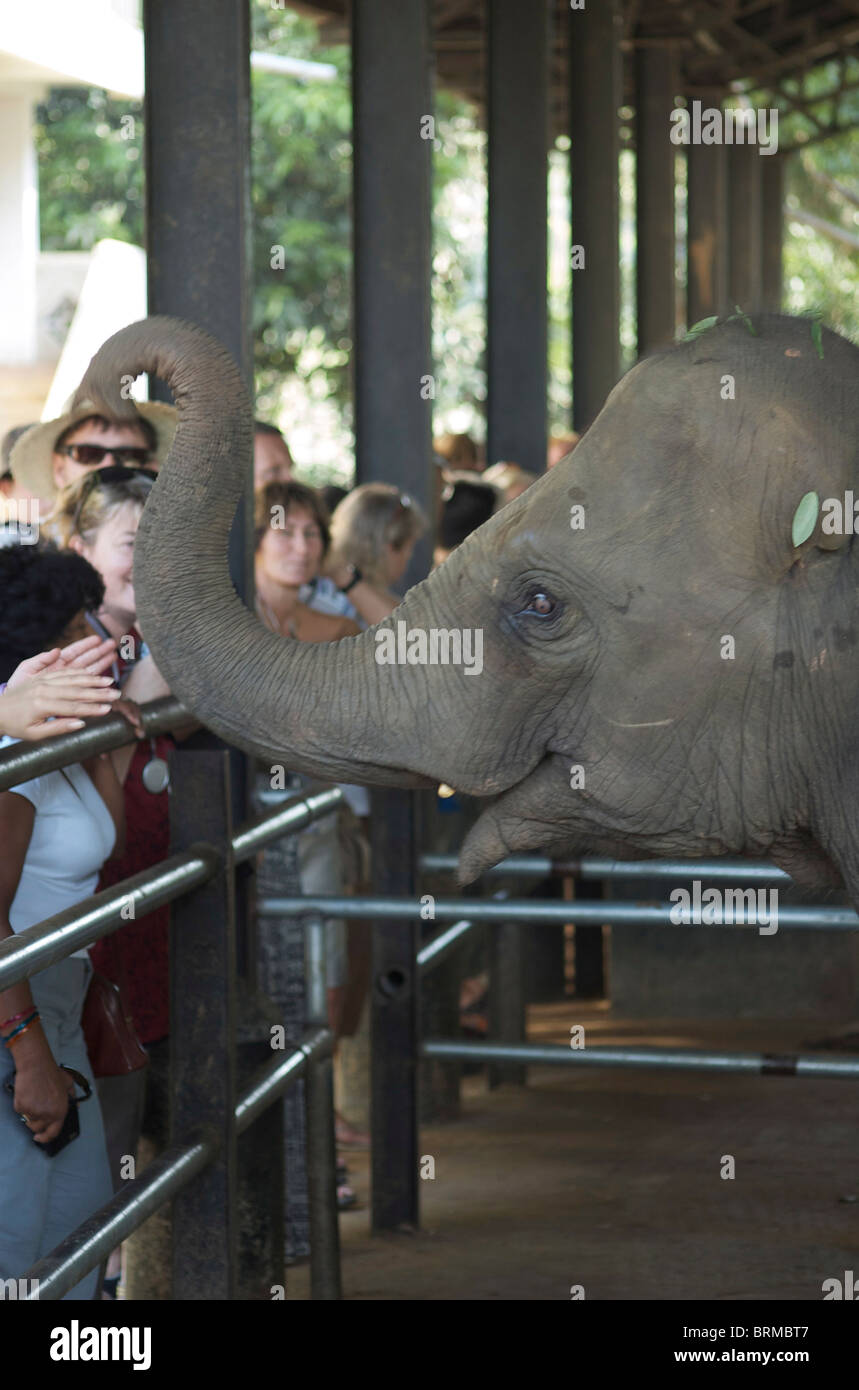 An asian elephant curls his trunk to the delight of tourists Stock ...