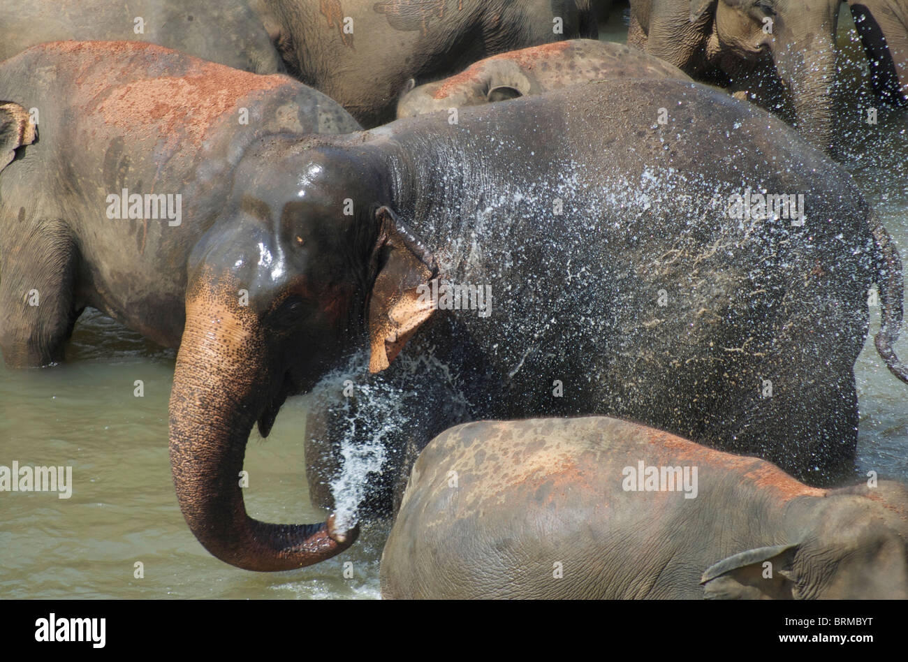An Asian elephant washes itself in the cool Ma Oya river of Sri Lanka ...