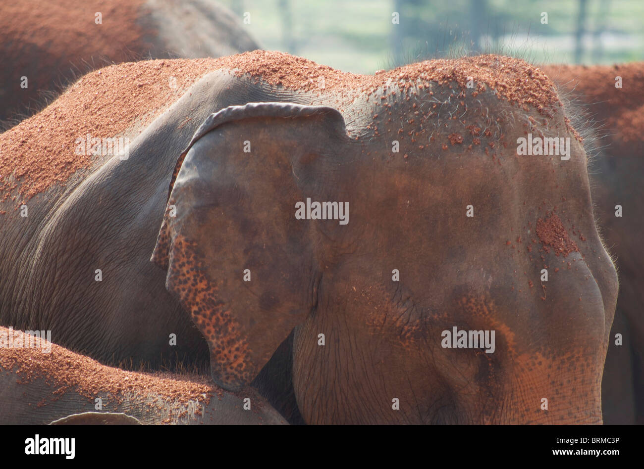Earth elephant hi-res stock photography and images - Alamy