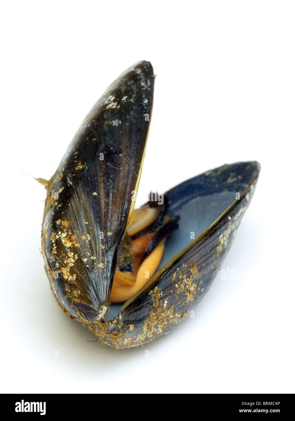 Open mussels underwater hi-res stock photography and images - Alamy