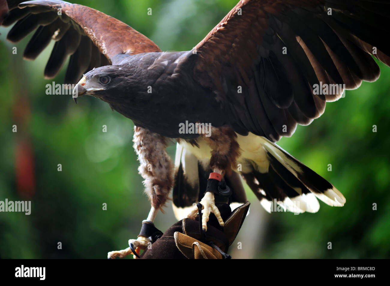 Harris Hawk Hunt High Resolution Stock Photography and Images - Alamy