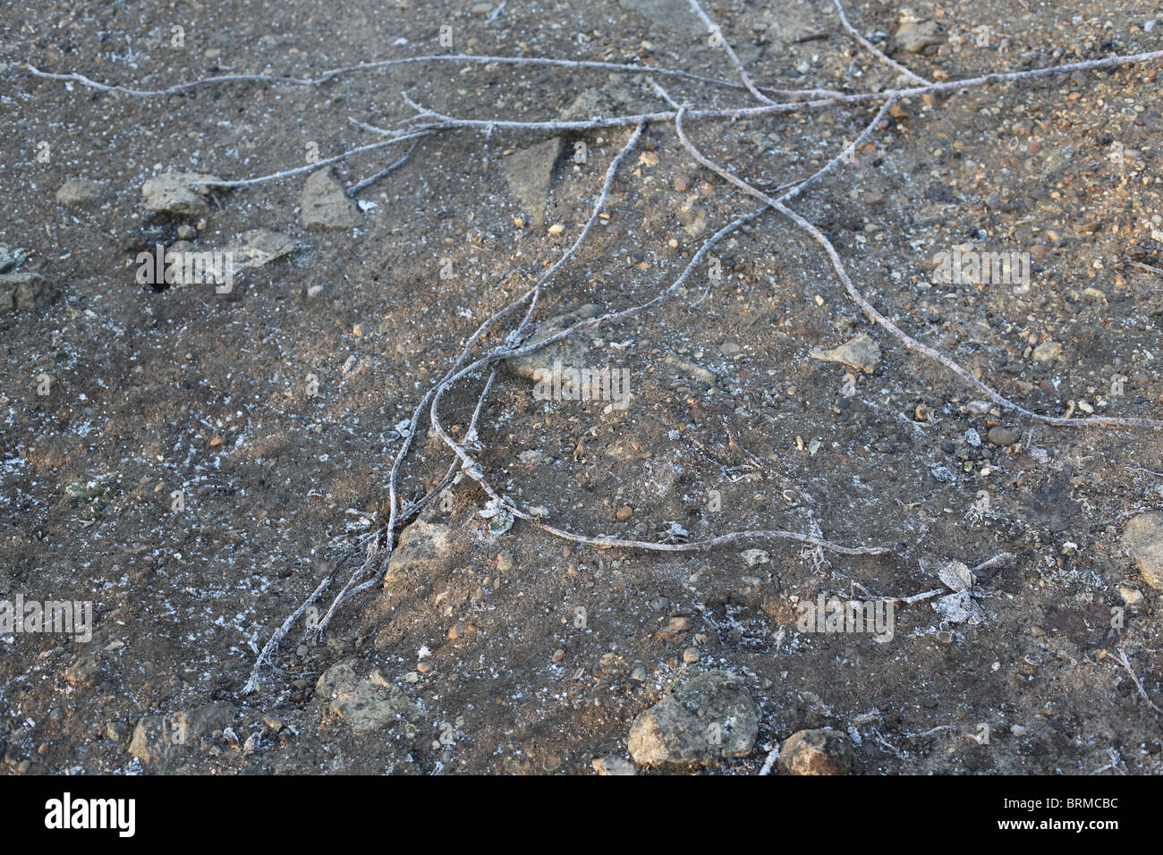 Dead plant on rocky ground hi-res stock photography and images - Alamy