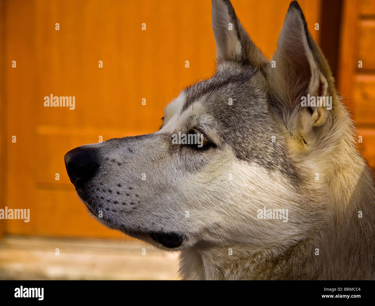 Are Alaskan Malamutes Northern Inuit Dogs