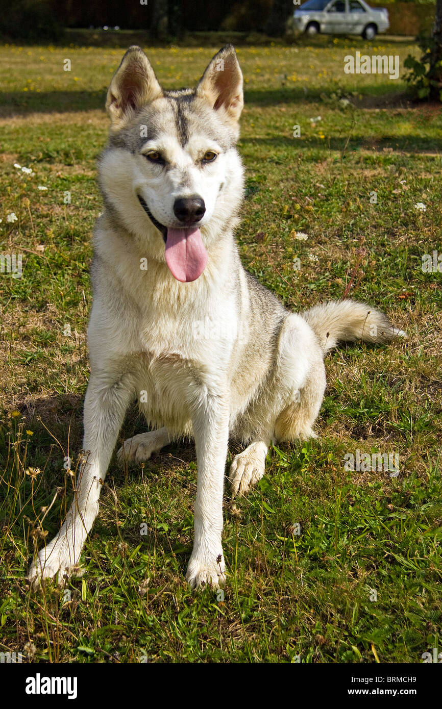 What Is The Breed Of Northern Inuit Dog
